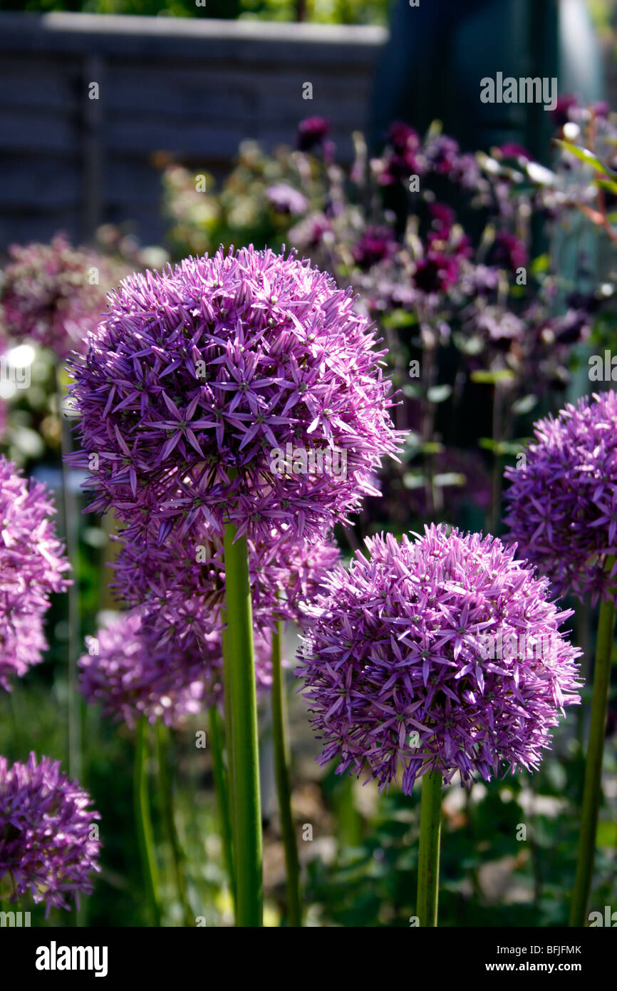ALLIUM GLOBEMASTER IN FLOWER. CLOSE UP Stock Photo - Alamy