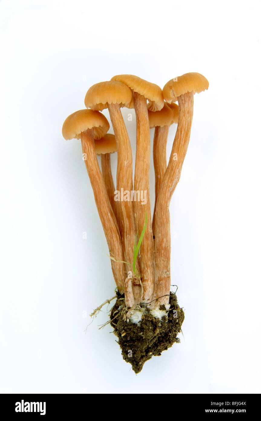 Laccaria Laccata Stock Photos & Laccaria Laccata Stock Images - Alamy