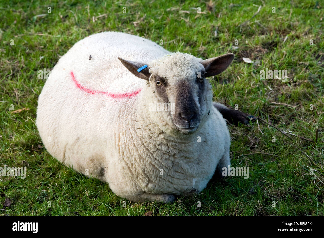 An adult sheep lies down in a grass field Stock Photo - Alamy