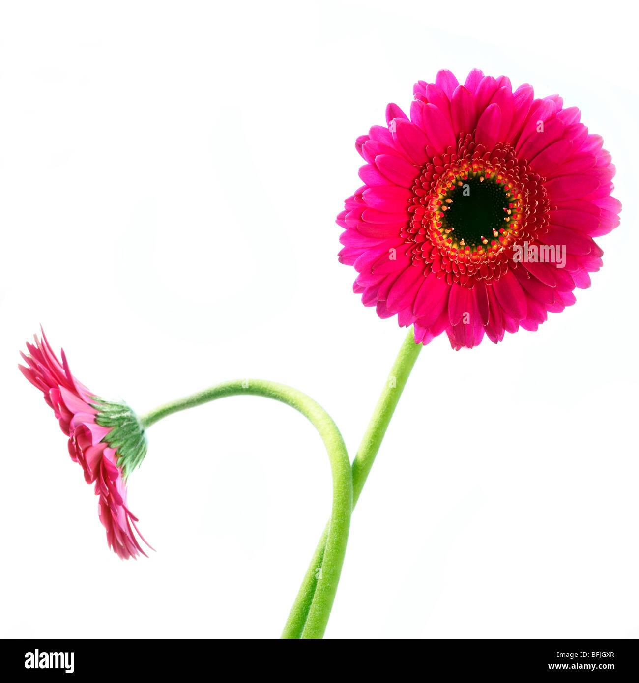 two opposing gerbera flower heads against white background Stock Photo ...