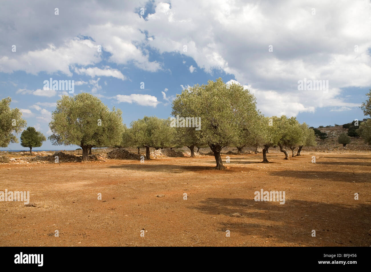 Olive orchard, greece hi-res stock photography and images - Alamy