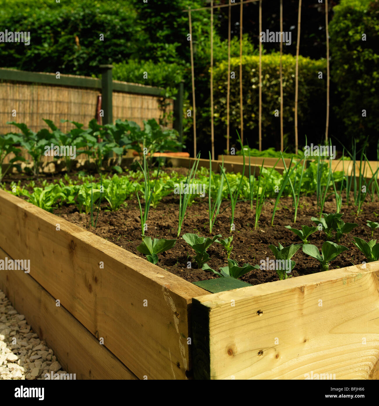 raised domestic garden vegetable bed with young vegetable plants in ...