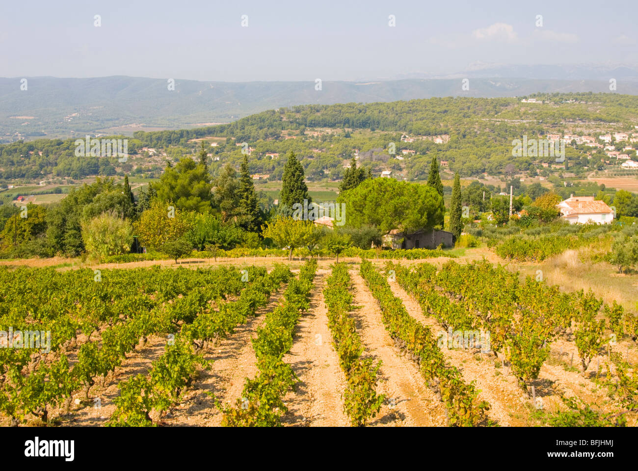 Landscape with grape vines in La Cadiere Var Region Southern France ...