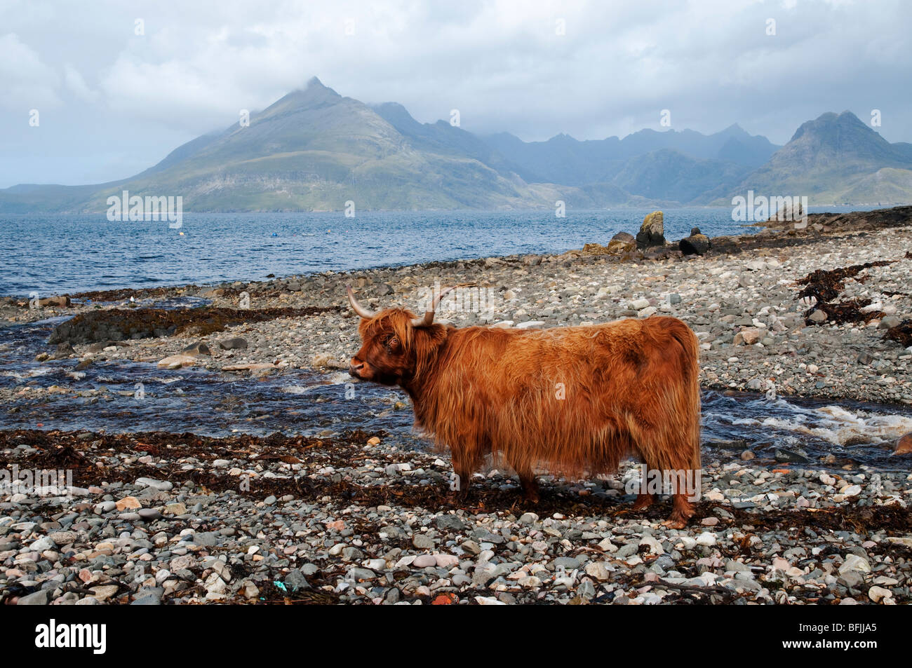 Highland cow, in Elgol, Isle of Skye Stock Photo - Alamy
