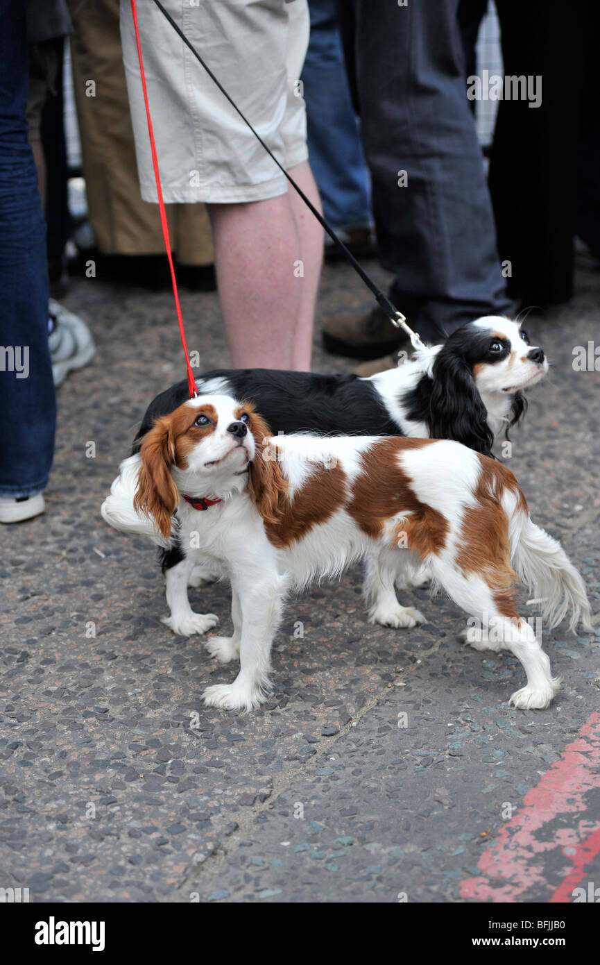 Man walking two dogs on hi-res stock photography and images - Alamy