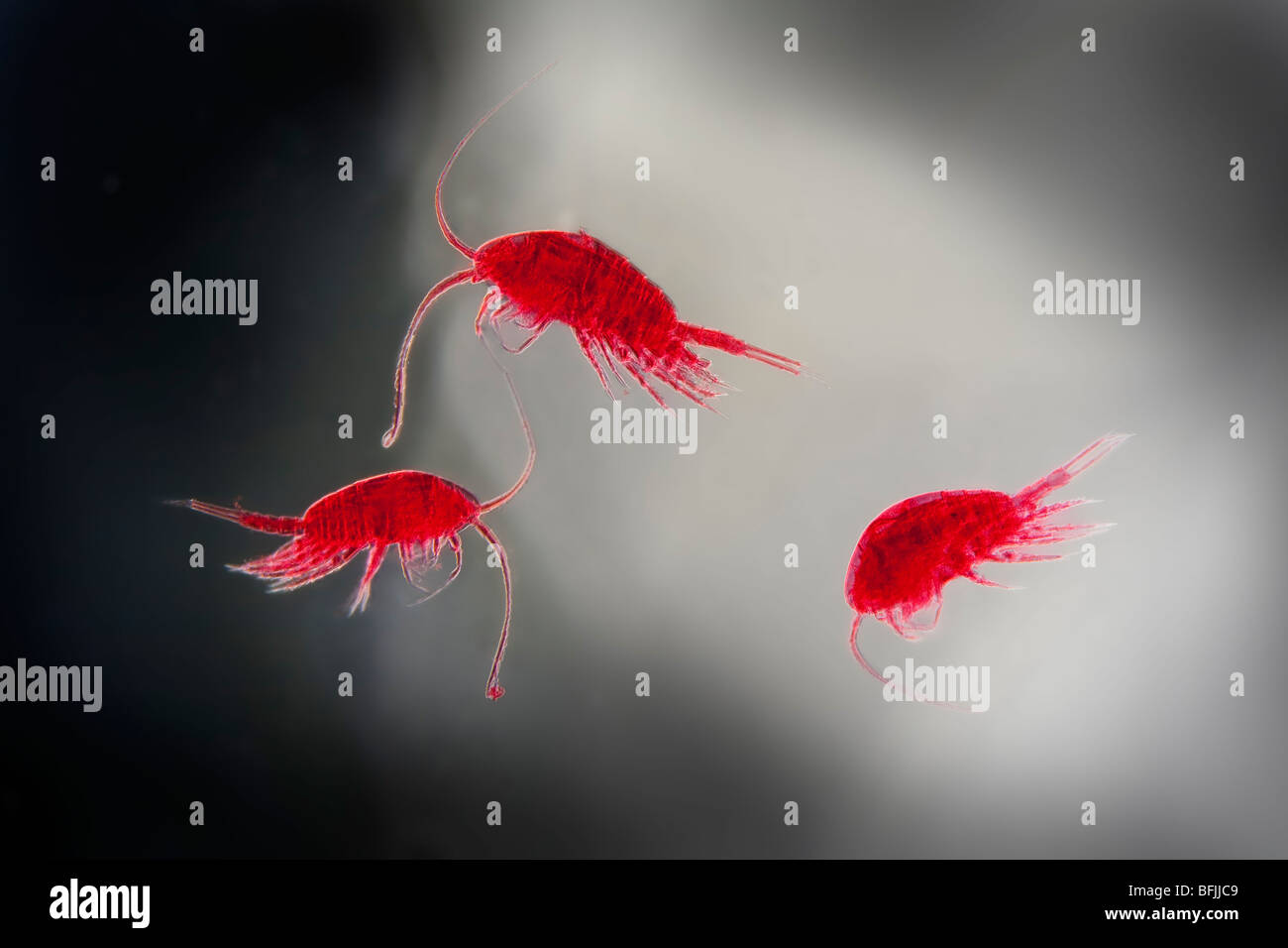 Copepod temora hi-res stock photography and images - Alamy