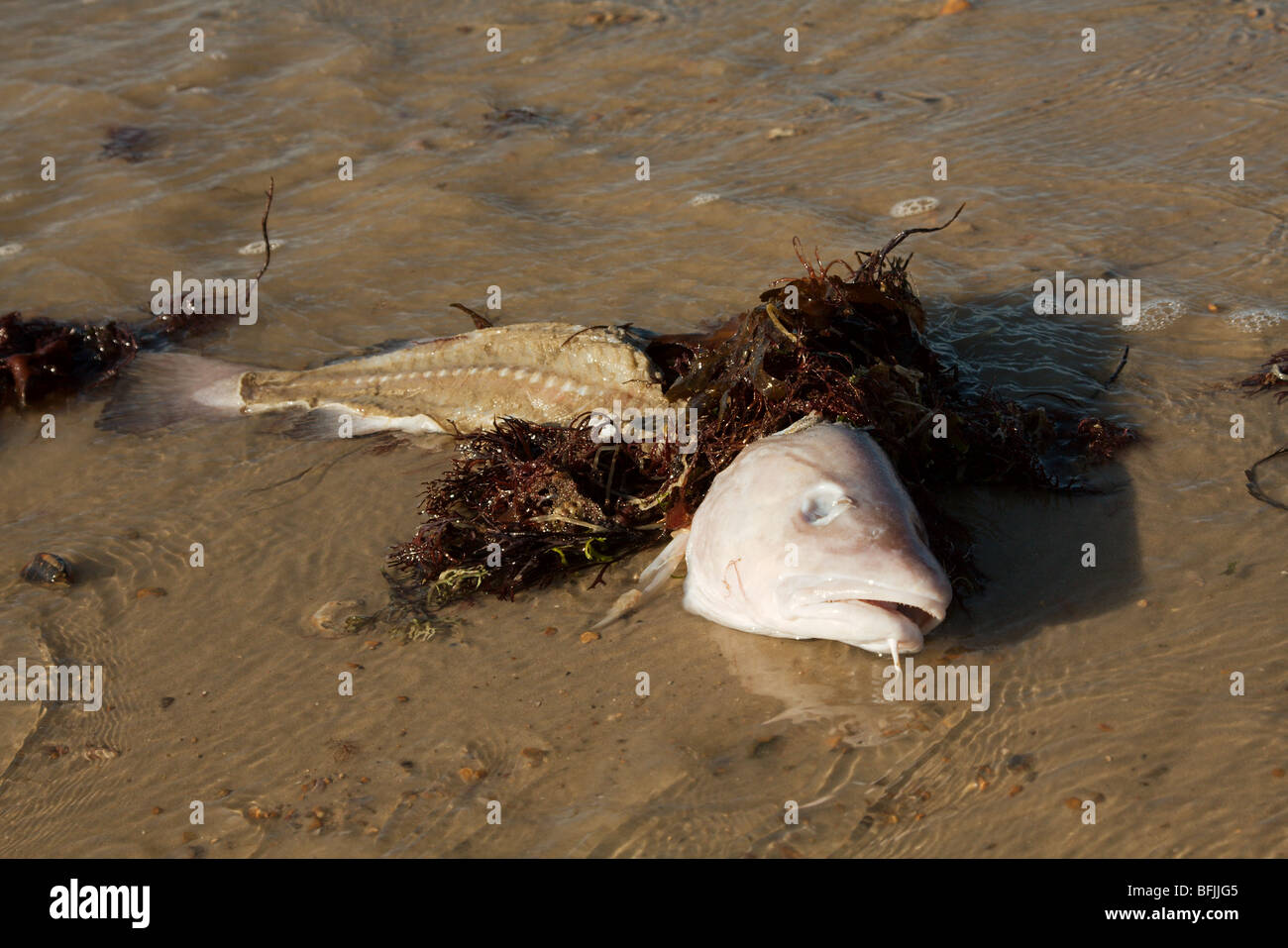 Filleted cod fishing hi-res stock photography and images - Alamy