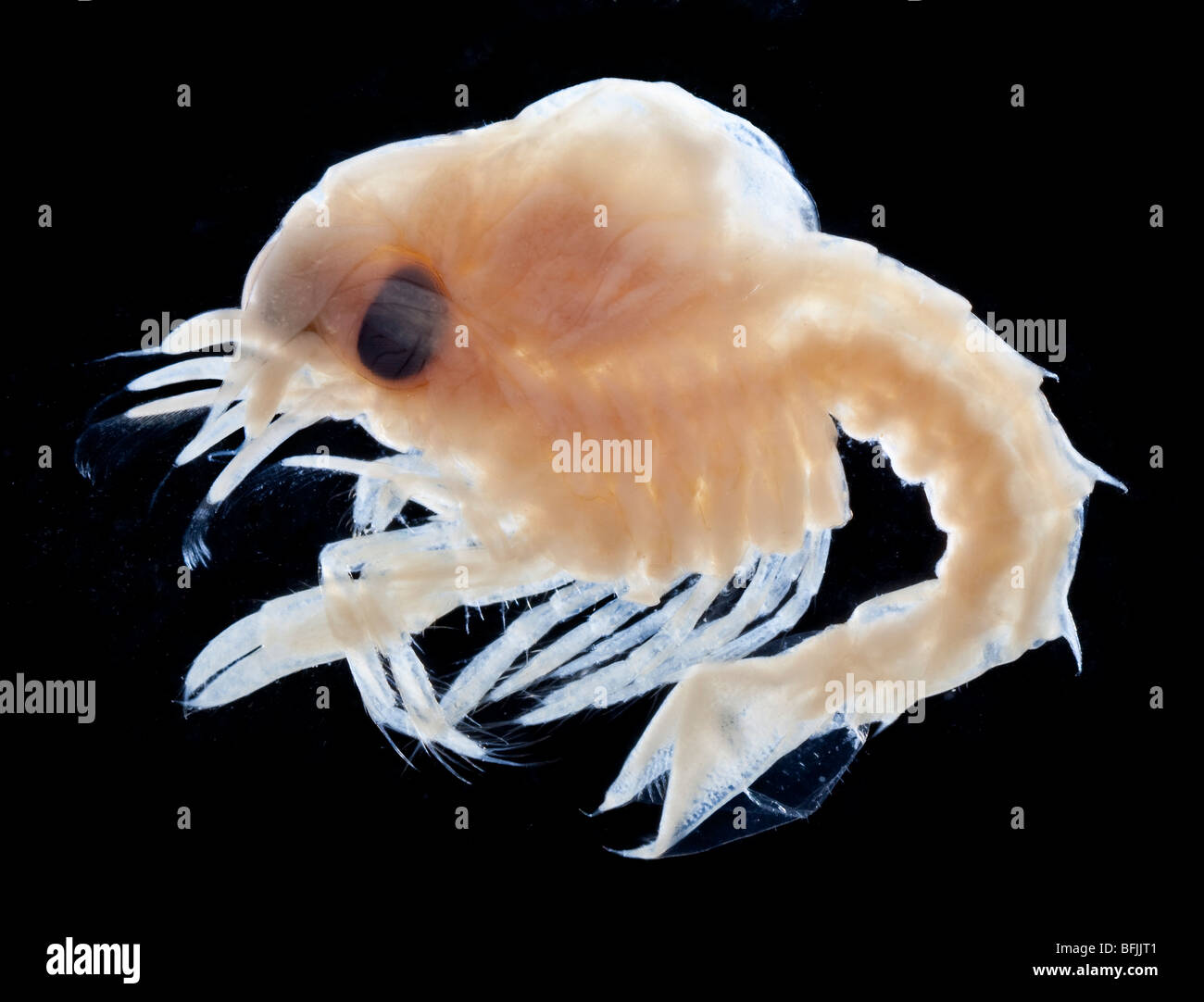 Photomicrograph of lobster larvae, darkfield illumination Stock Photo ...