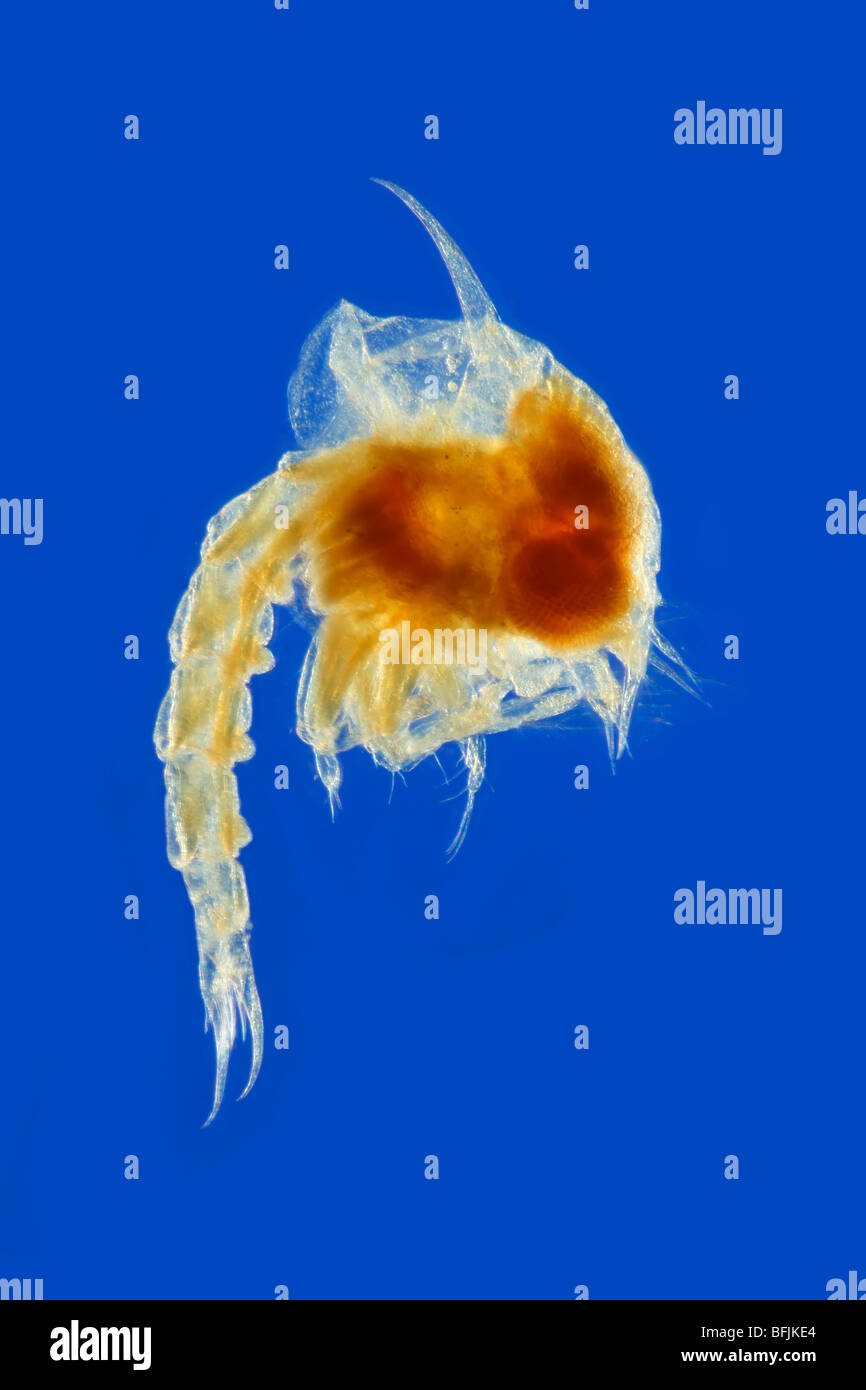 Photomicrograph of larvae of spider crab, Zoea, darkfield illumination ...
