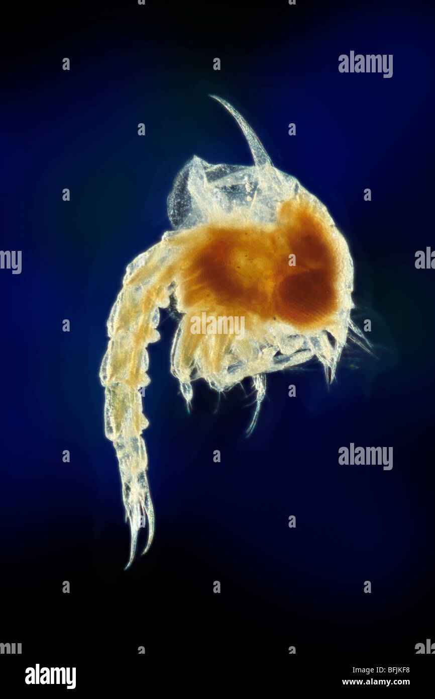 Photomicrograph of larvae of spider crab, Zoea, darkfield illumination ...