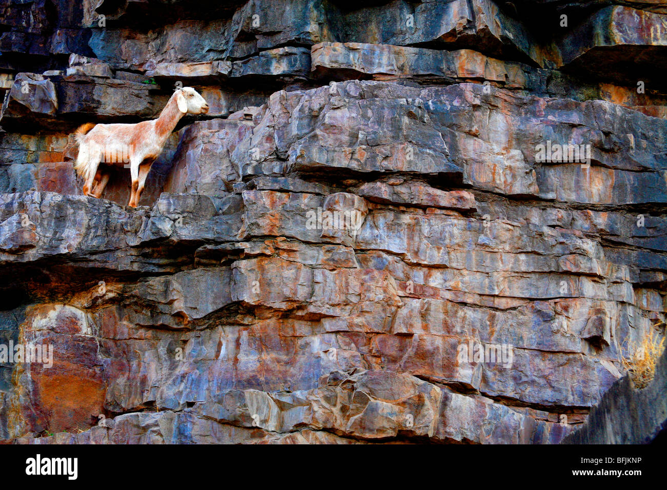 Goat cliff face hi-res stock photography and images - Alamy