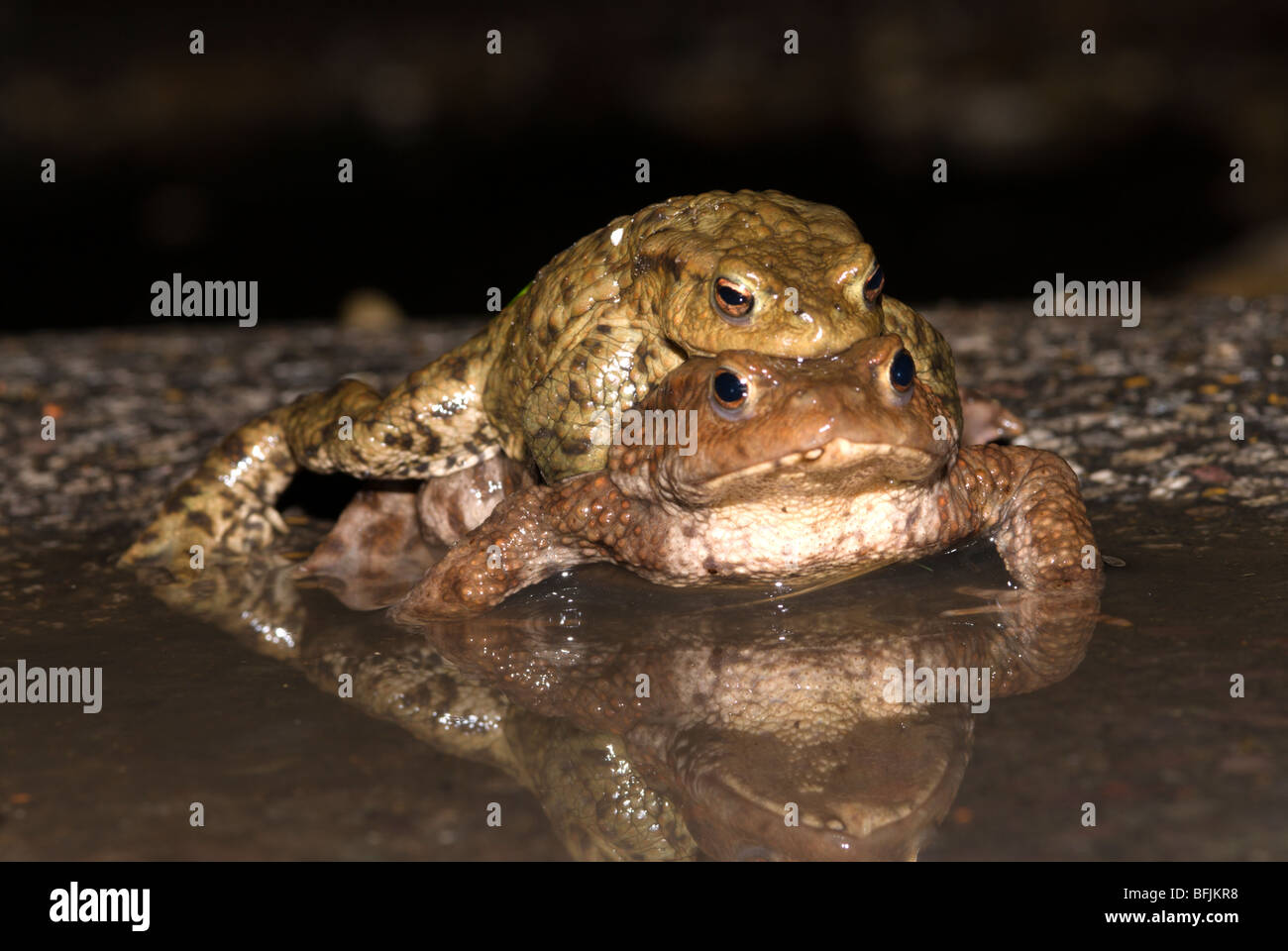 Common toad (Bufo bufo) mating pair in amplexus in a puddle walking on a road on way to breeding ...