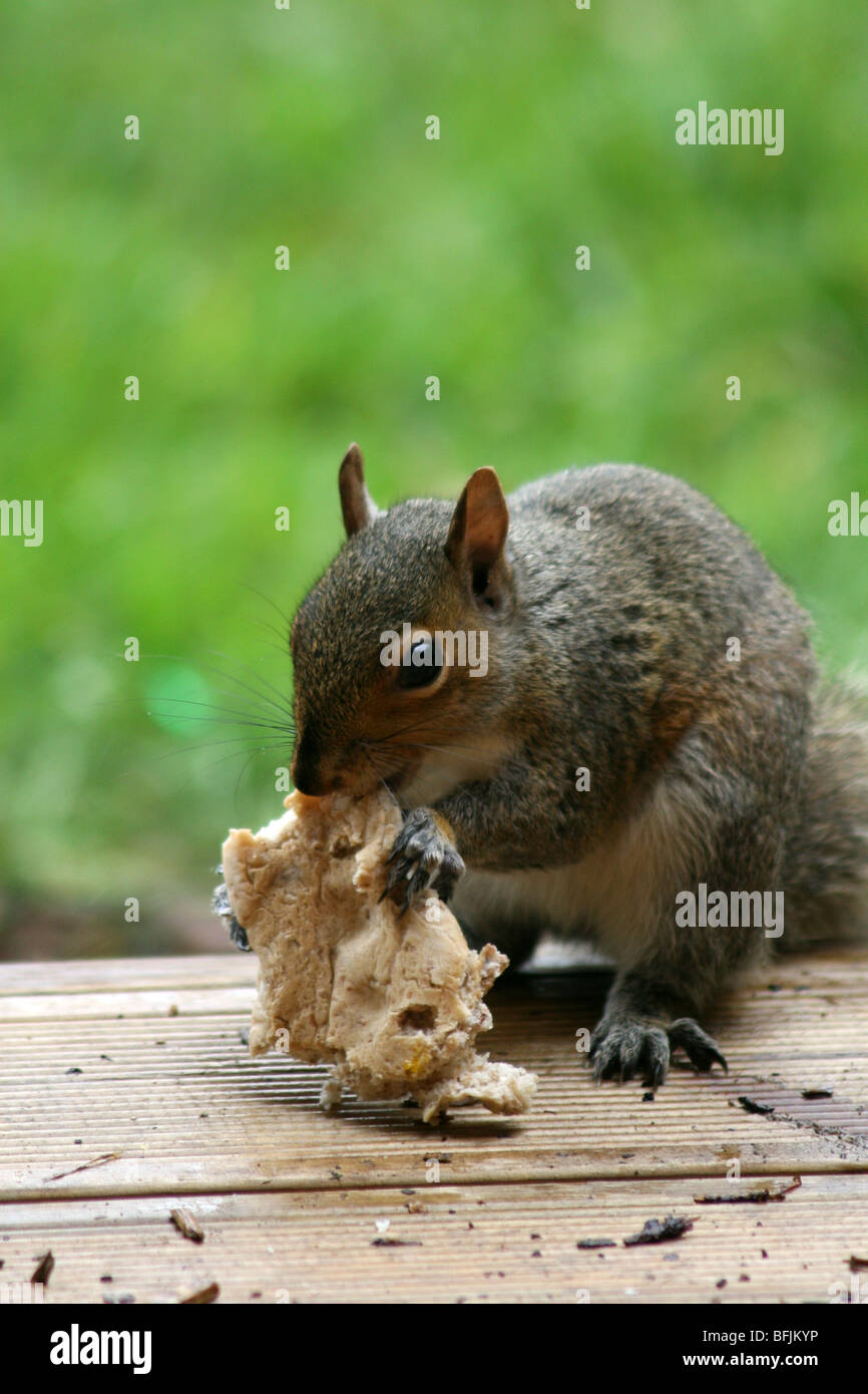 Squirrel eating bread on a doorstep in the Lake district Stock Photo ...