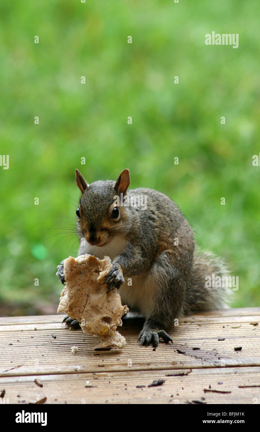 Doorstep bread hi-res stock photography and images - Alamy