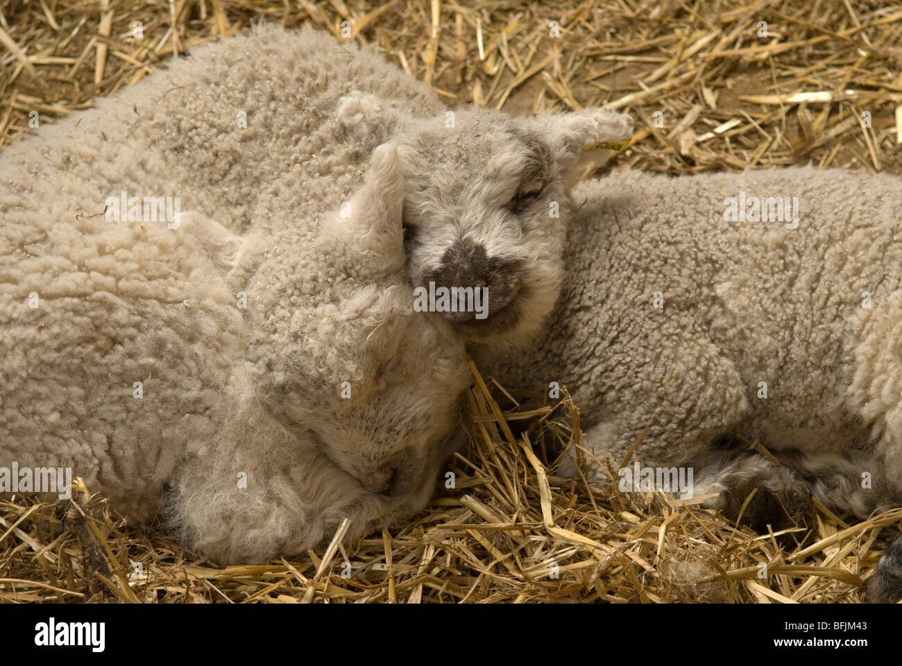 Twin sheep hi-res stock photography and images - Alamy