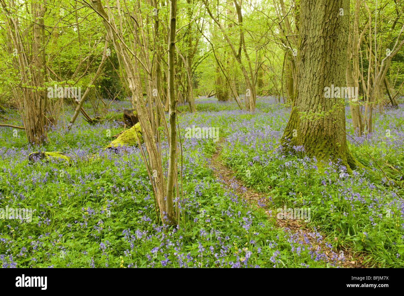 path through Bluebell wood in old hazel coppice with standard oak trees ...