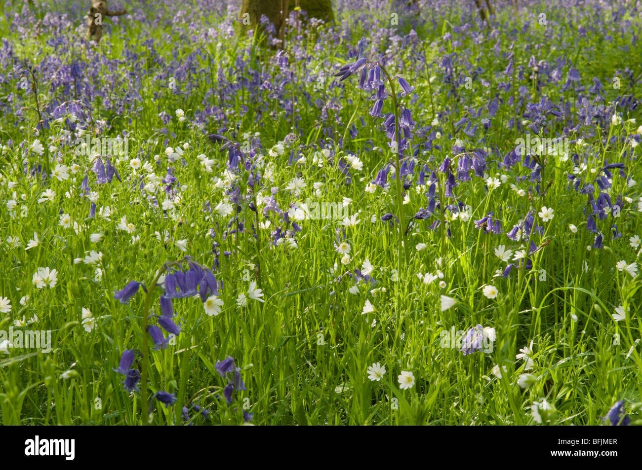 Bluebell (Endymion non-scriptus) or (Hyacinthoides non-scriptus) with ...