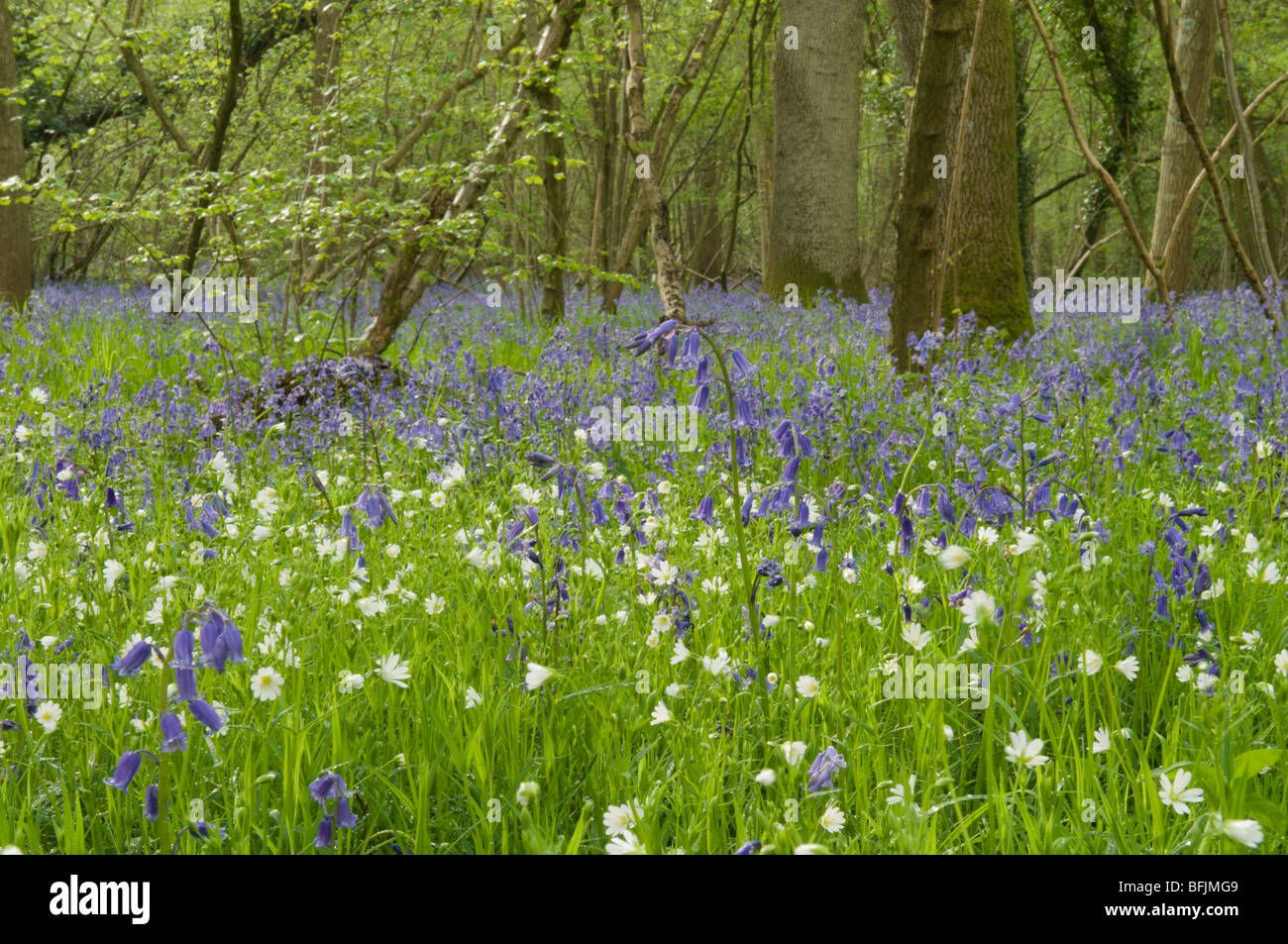 Bluebell (Endymion non-scriptus) or (Hyacinthoides non-scriptus) with ...
