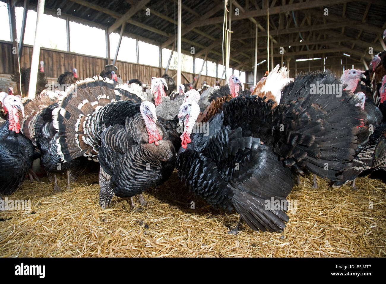 Turkeys hi-res stock photography and images - Alamy