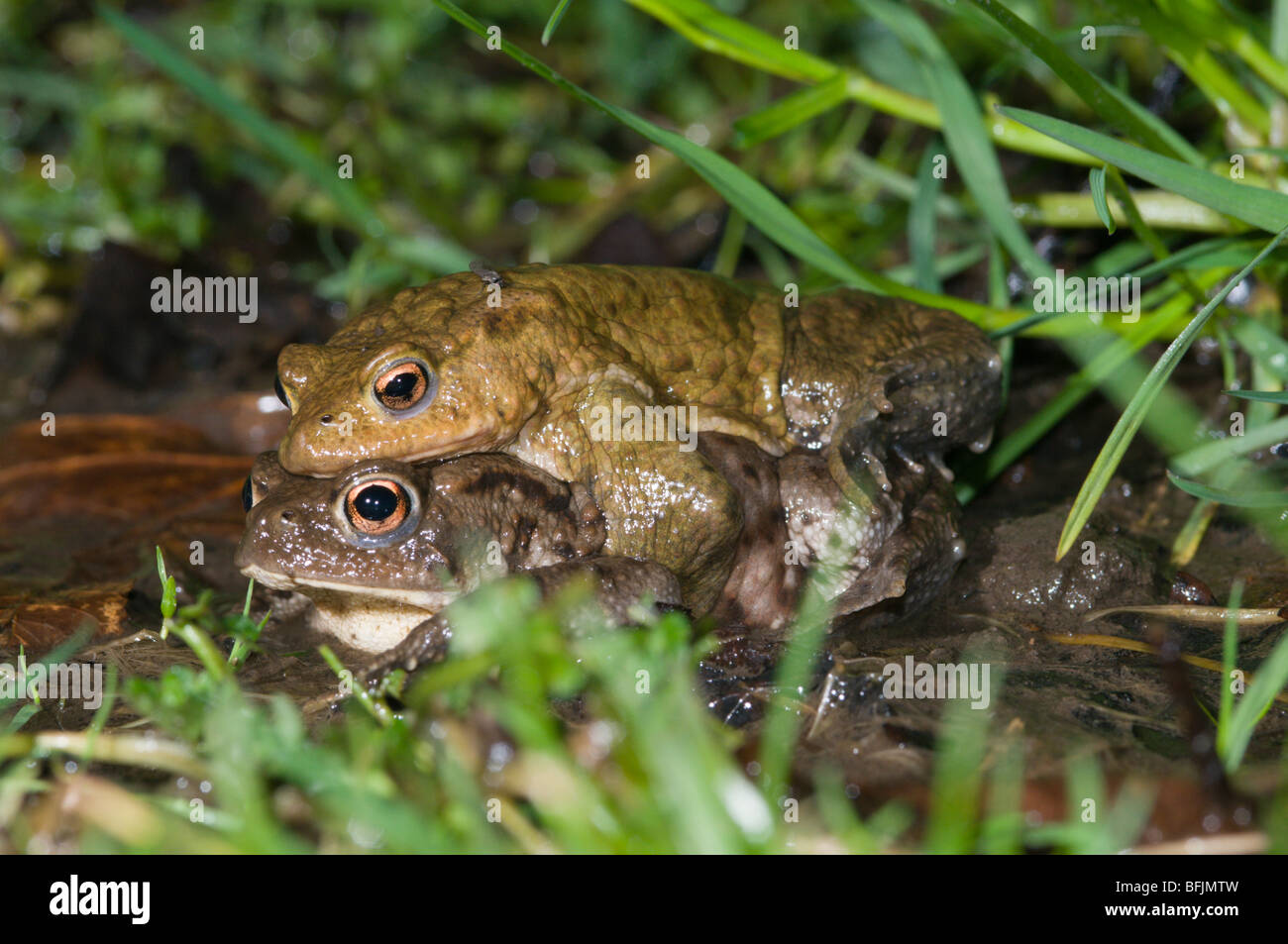 Common toad, Bufo bufo, mating pair in amplexus in a puddle on way to breeding pond. Midhurst ...