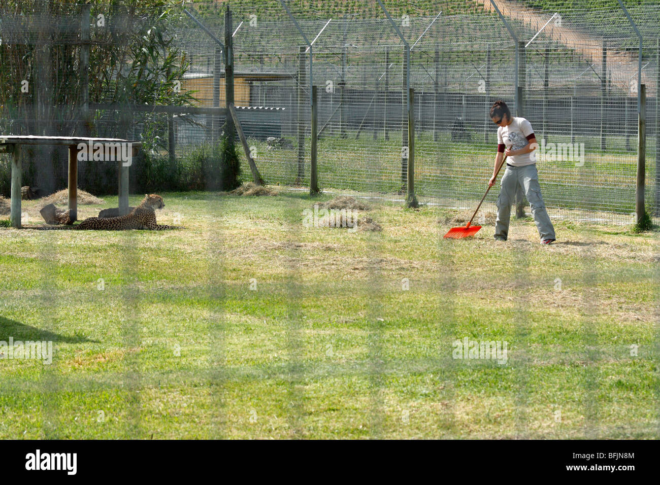Cheetah zoo cage hi-res stock photography and images - Alamy