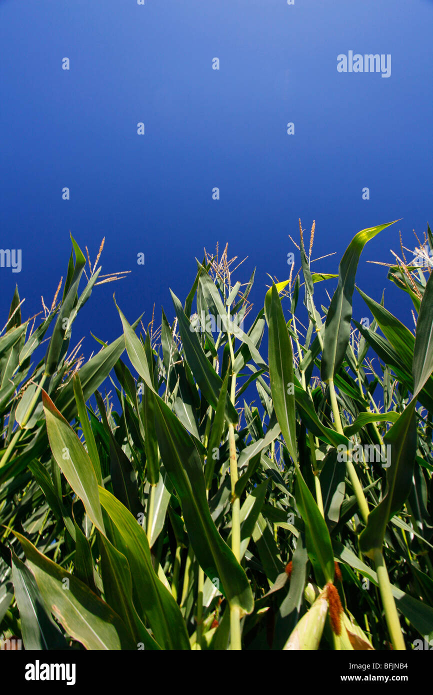 Mature corn stalks in field, San Joaquin Valley, California Stock Photo ...
