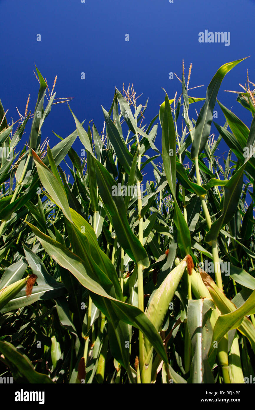 California corn irrigation hi-res stock photography and images - Alamy