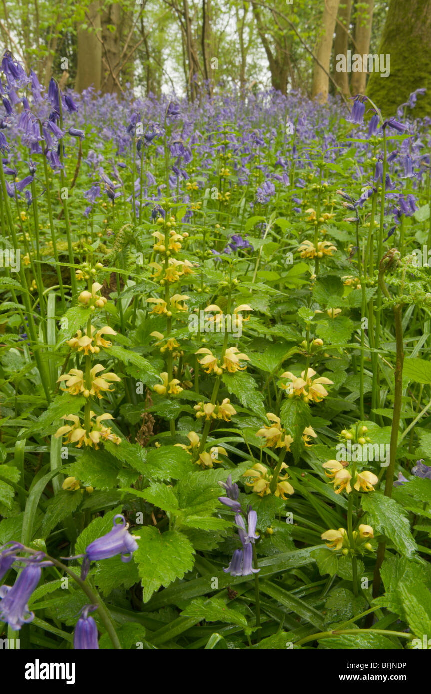 Bluebells in old hazel coppice with Yellow archangel and standard oak ...