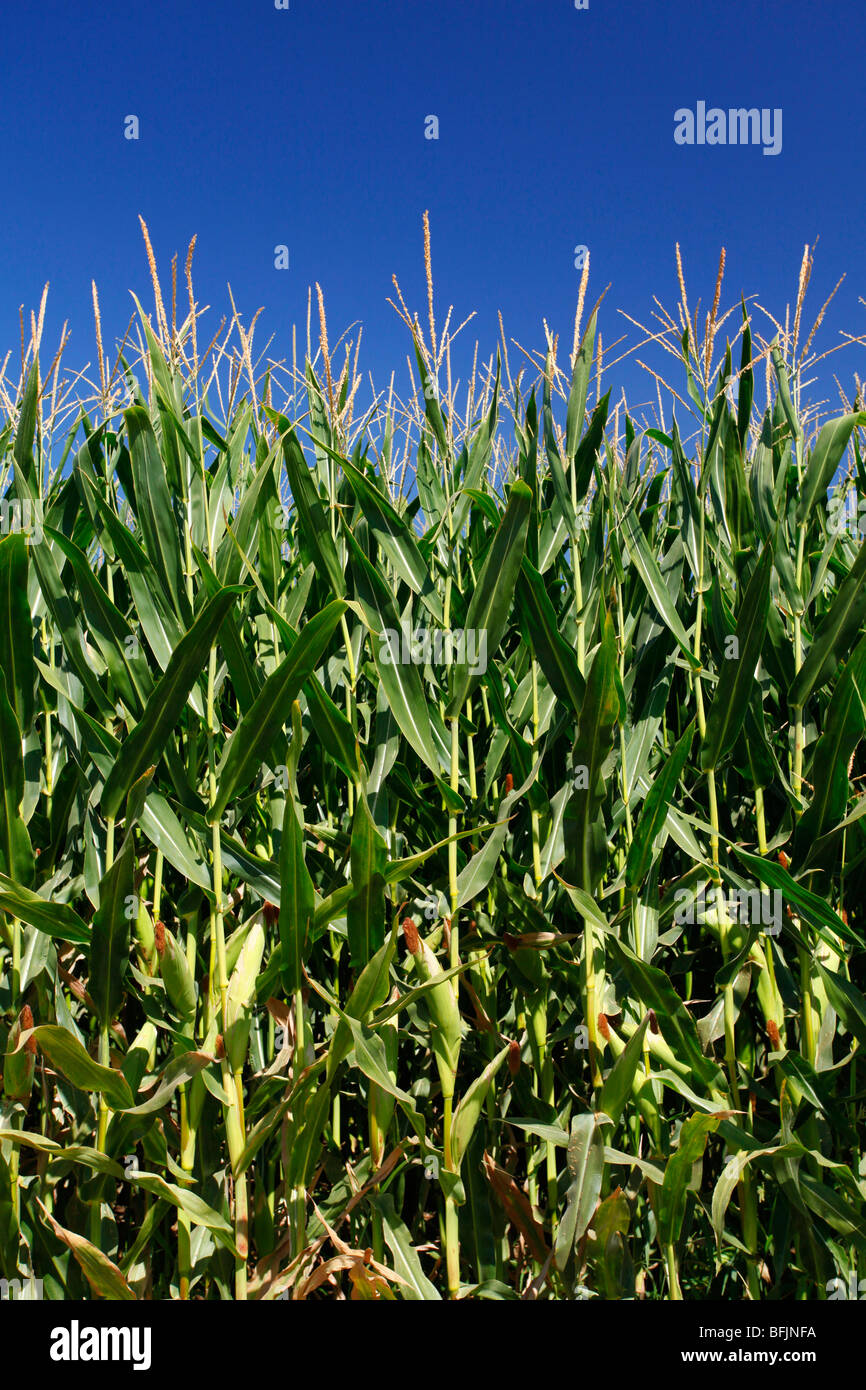 California corn irrigation hi-res stock photography and images - Alamy