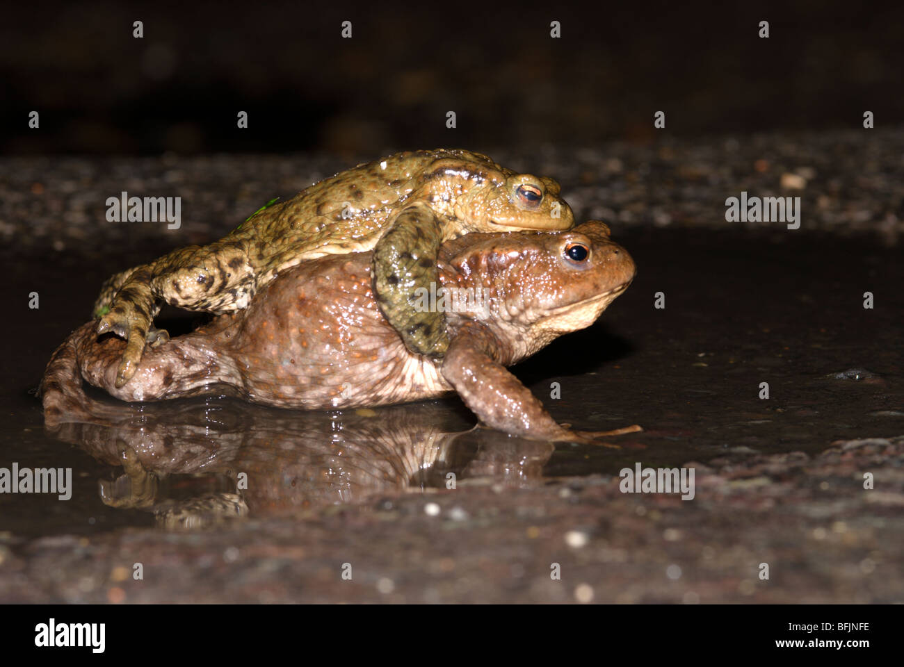 Common toad (Bufo bufo) mating pair in amplexus in a puddle walking on a road on way to breeding ...