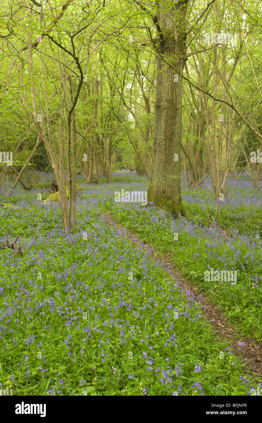 path throughBluebell wood old hazel coppice with standard oak trees ...