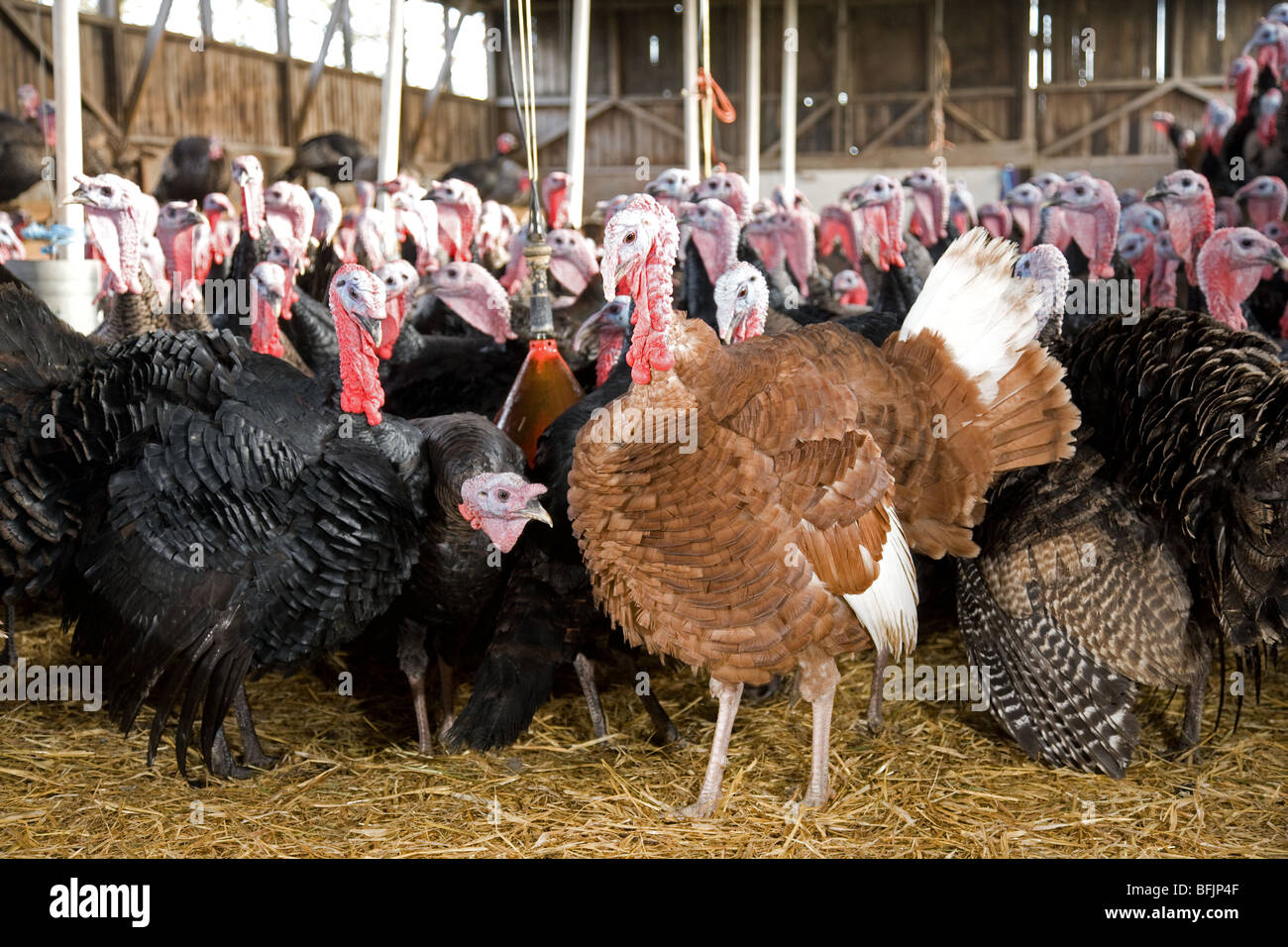 Turkeys on a farm in Norfolk Stock Photo - Alamy