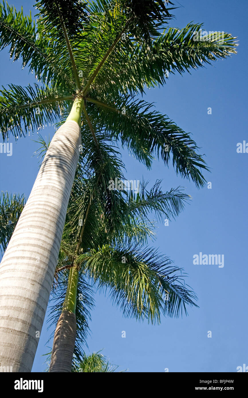 Tree vacations hi-res stock photography and images - Alamy
