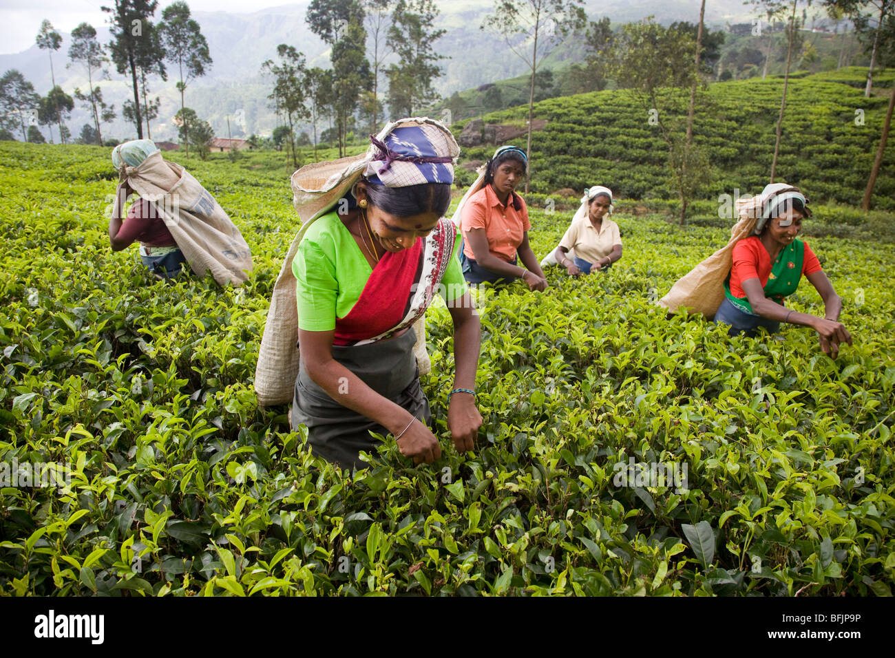 Pickers pick tea at a tea plantation in Sri Lanka. The Blue field tea ...