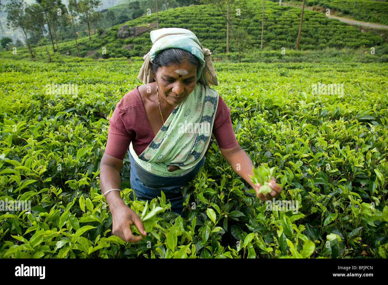 Pickers pick tea at a tea plantation in Sri Lanka. The Blue field tea ...