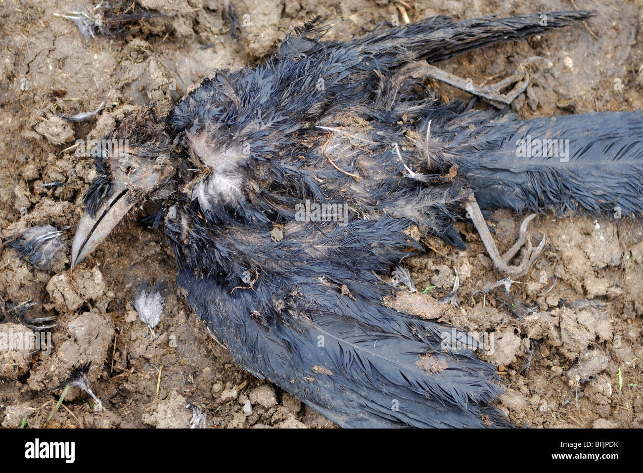 Bird hi-res stock photography and images - Alamy