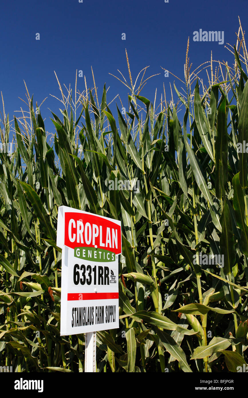 Genetic Engineered crops sign along corn field, San Joaquin Valley ...