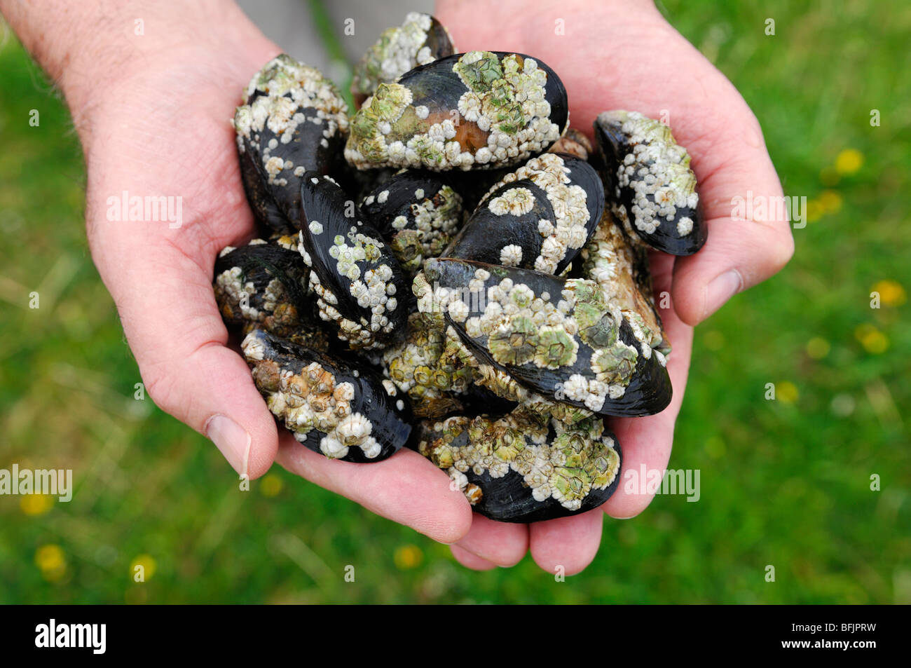 Collection of mussels hi-res stock photography and images - Alamy