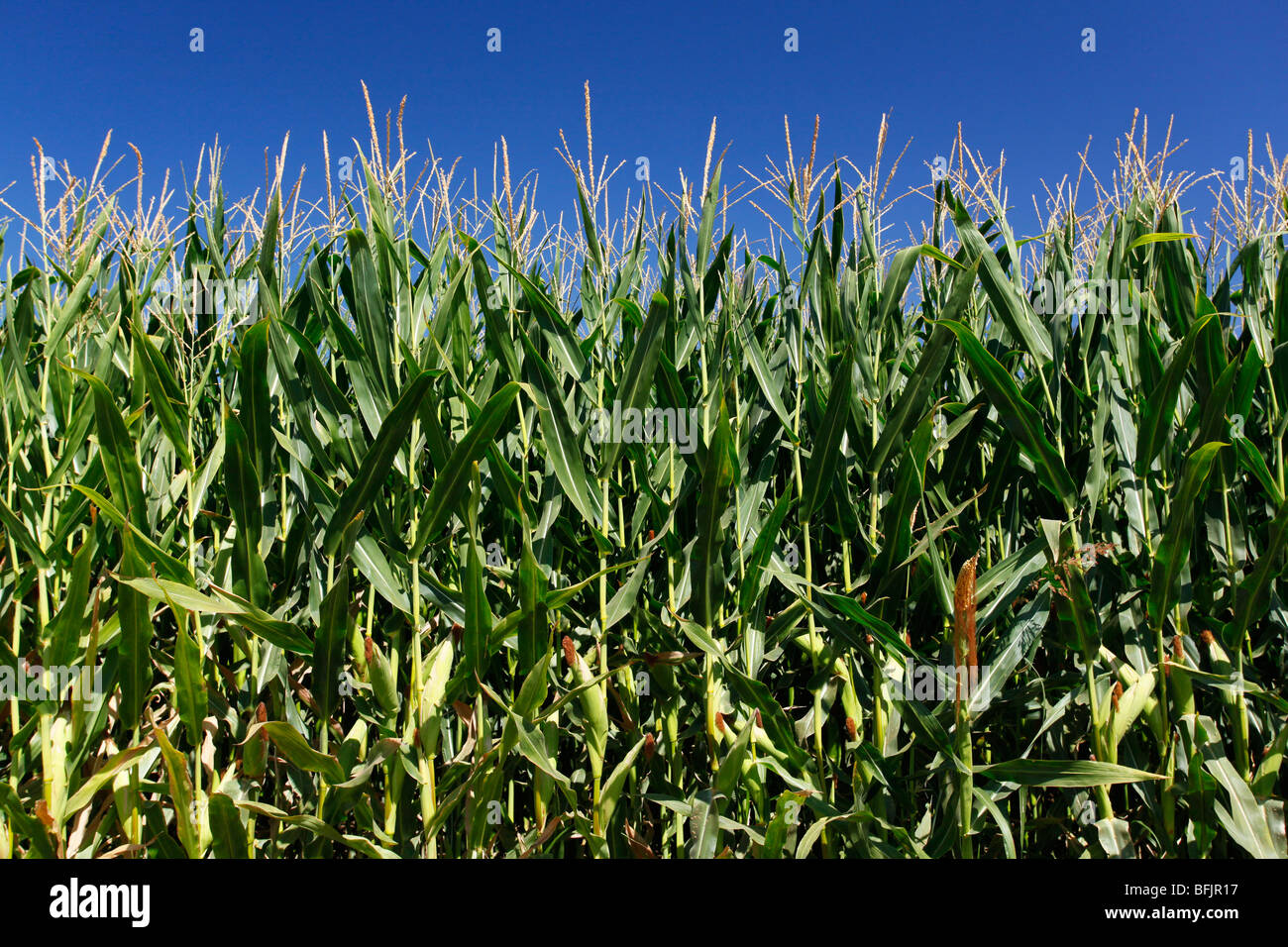 California corn irrigation hi-res stock photography and images - Alamy