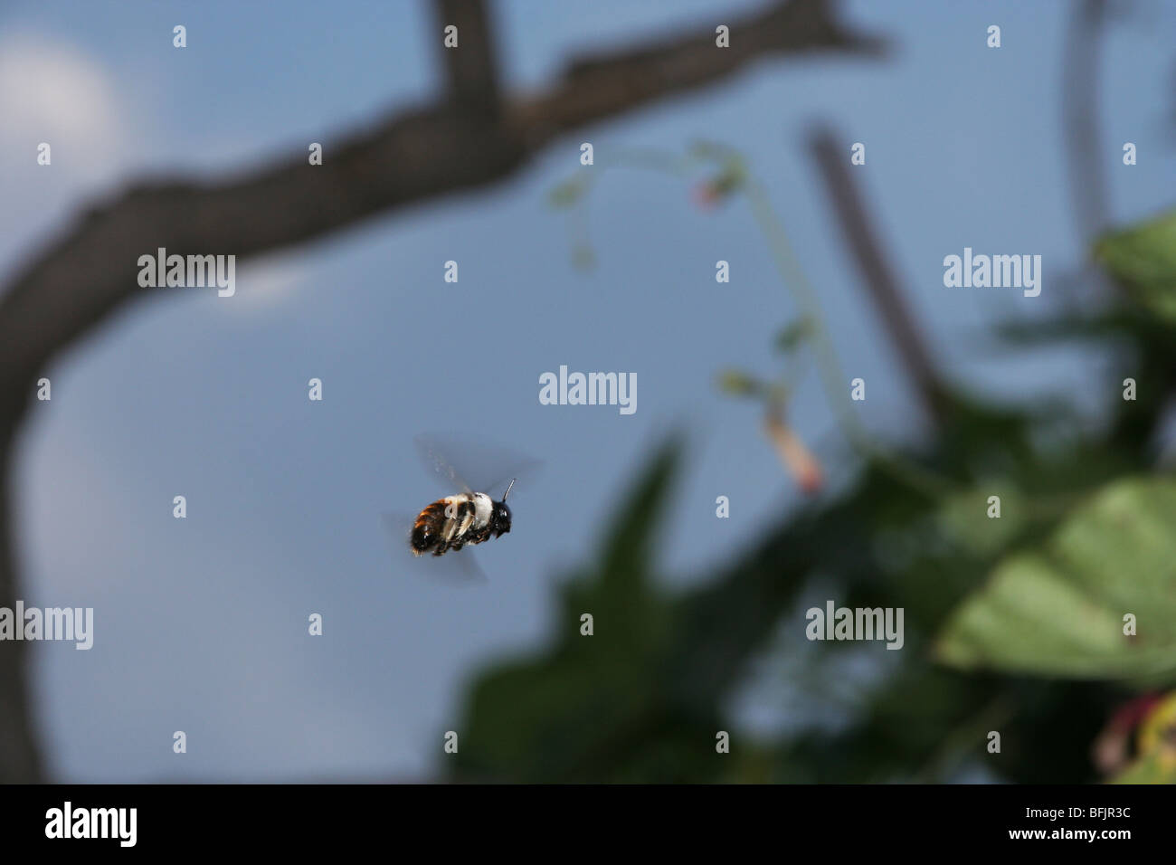 Bumblebee wings flight hi-res stock photography and images - Alamy