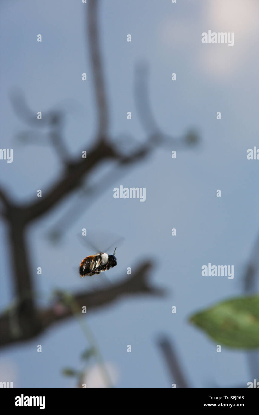 Bumblebee wings fast hi-res stock photography and images - Alamy