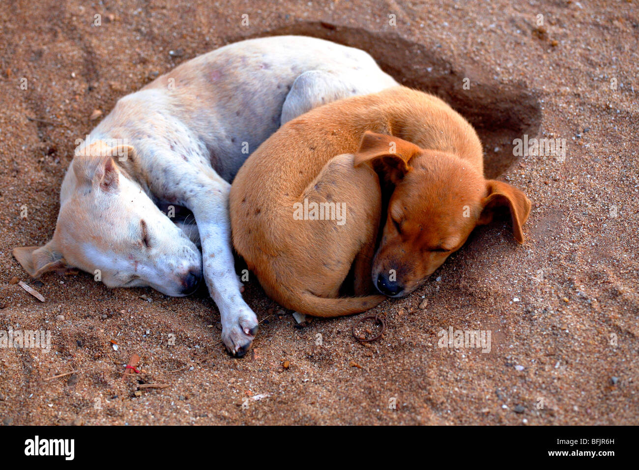 2 sleeping dogs hi-res stock photography and images - Alamy