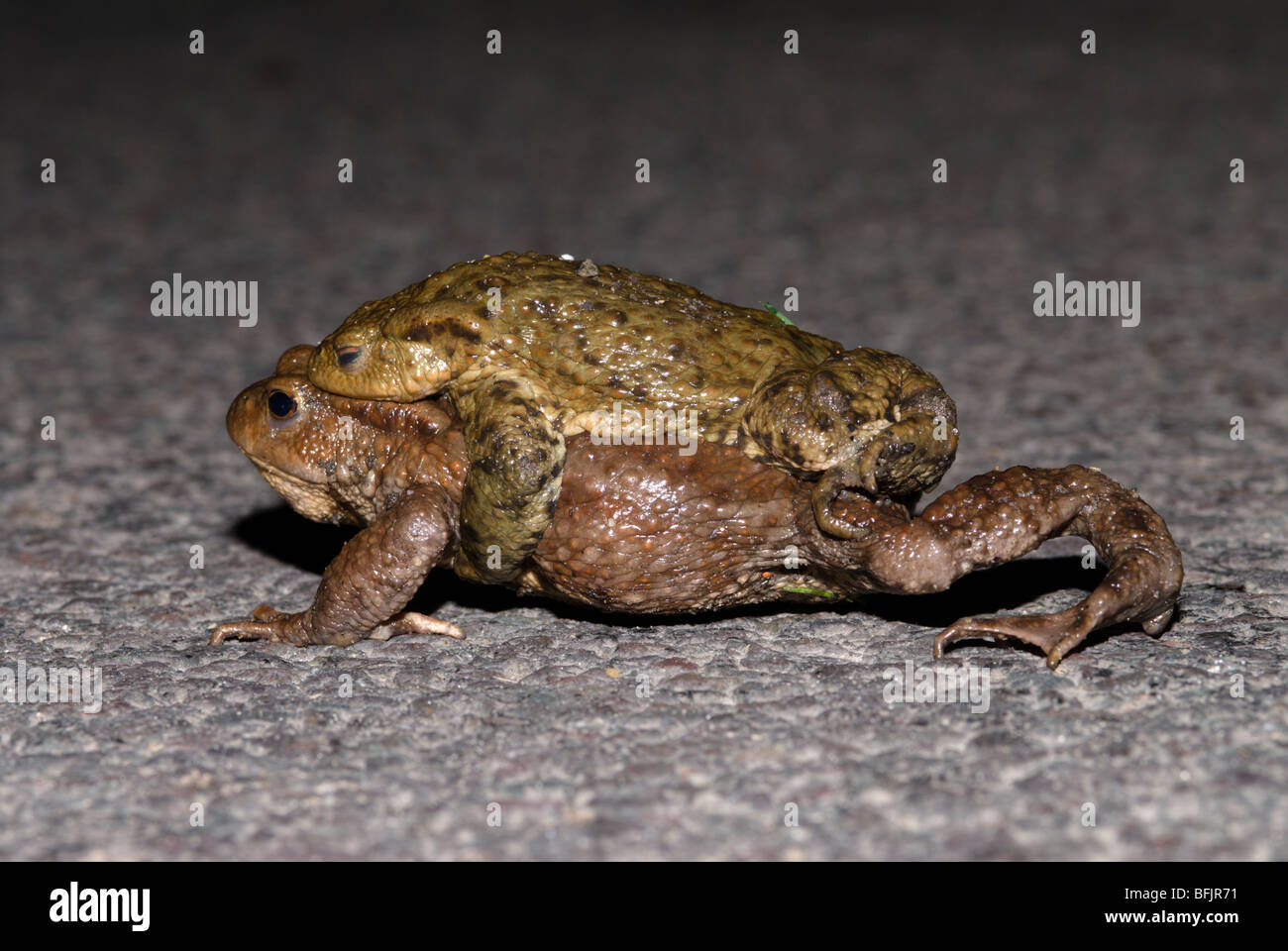 Common toad (Bufo bufo) mating pair in amplexus in a puddle walking on a road on way to breeding ...