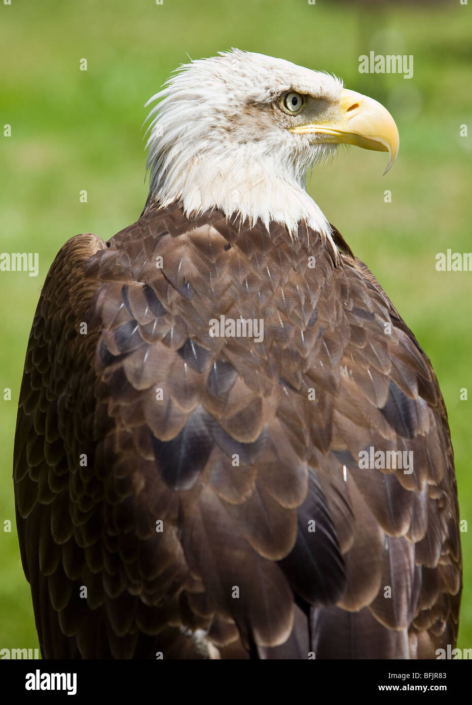 image of a bird of prey over a natural background Stock Photo - Alamy