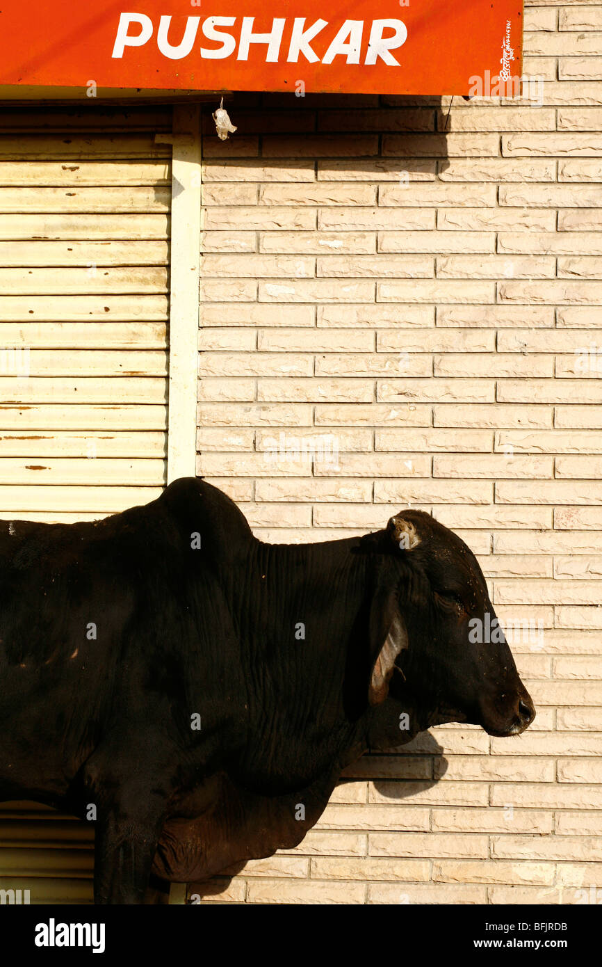 a pushkar cow Stock Photo - Alamy