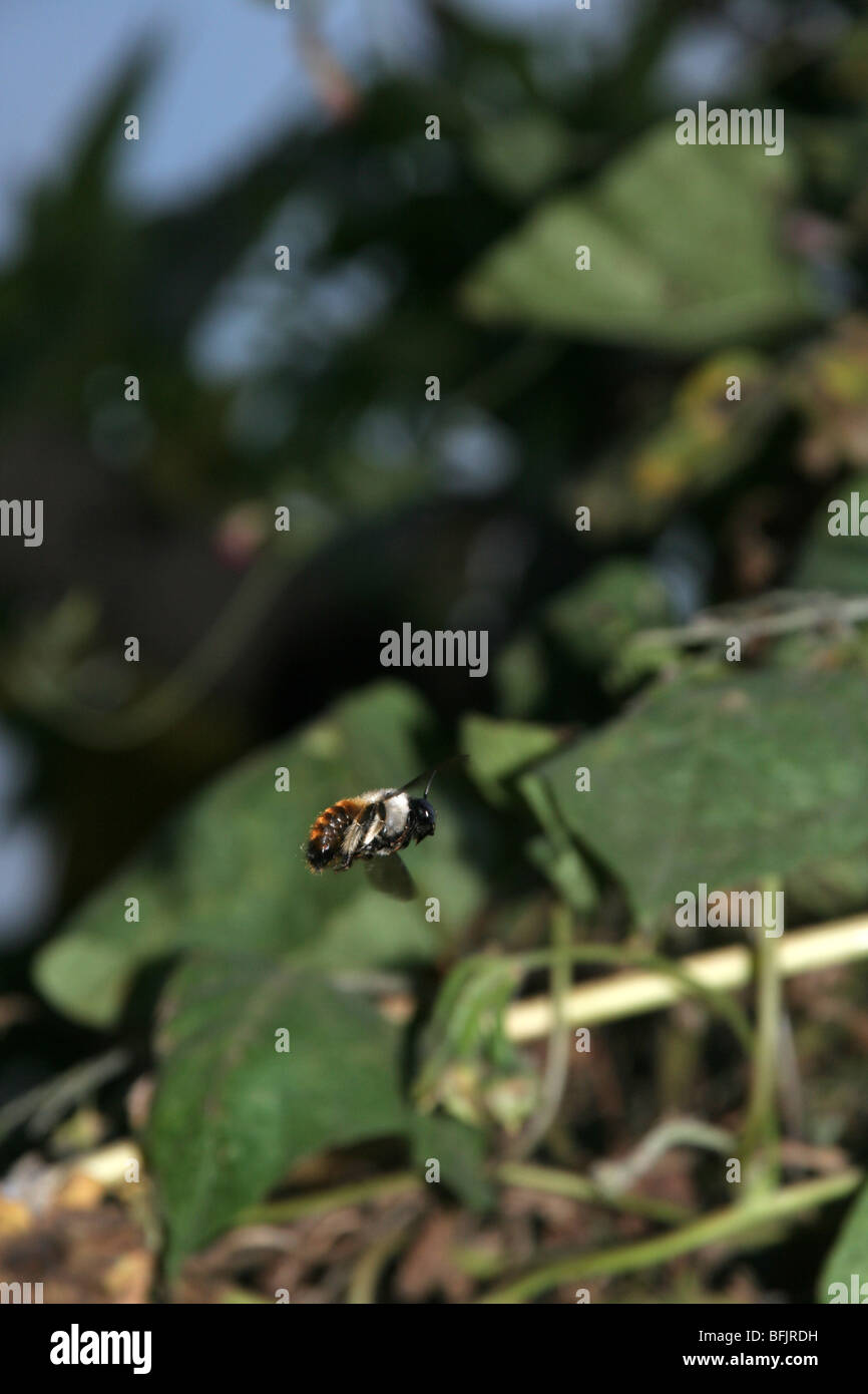 Bumblebee wings flight hi-res stock photography and images - Alamy