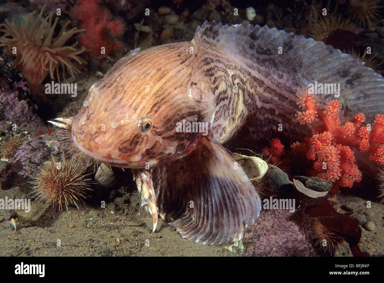 Liparis gibbus hi-res stock photography and images - Alamy