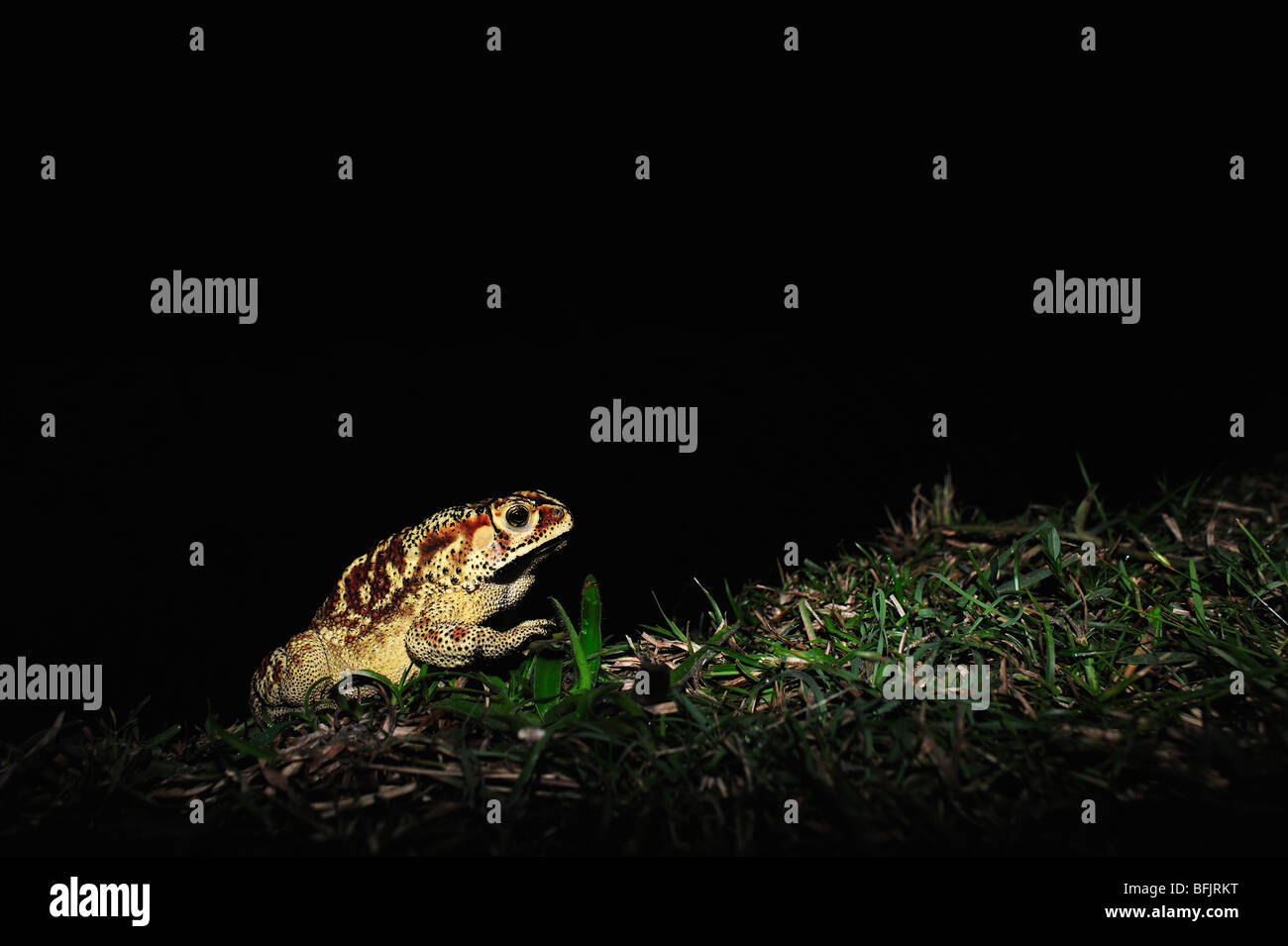 Frog Common Indian Toad Stock Photo - Alamy