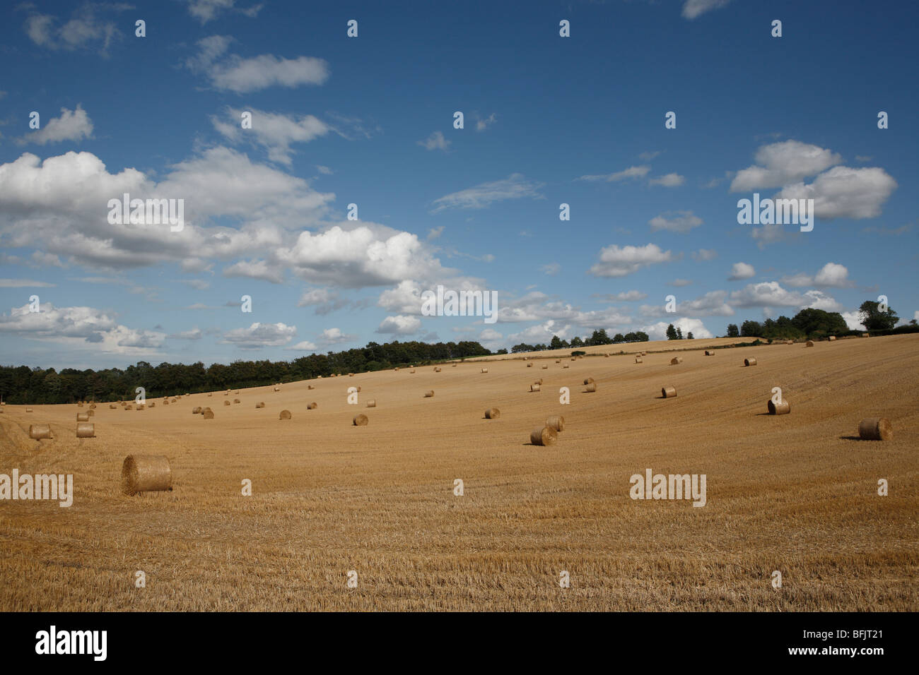 Hay bales in field Stock Photo - Alamy