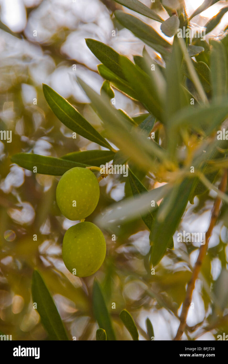 Close up of Olive tree in Southern France Mediterranean Stock Photo - Alamy